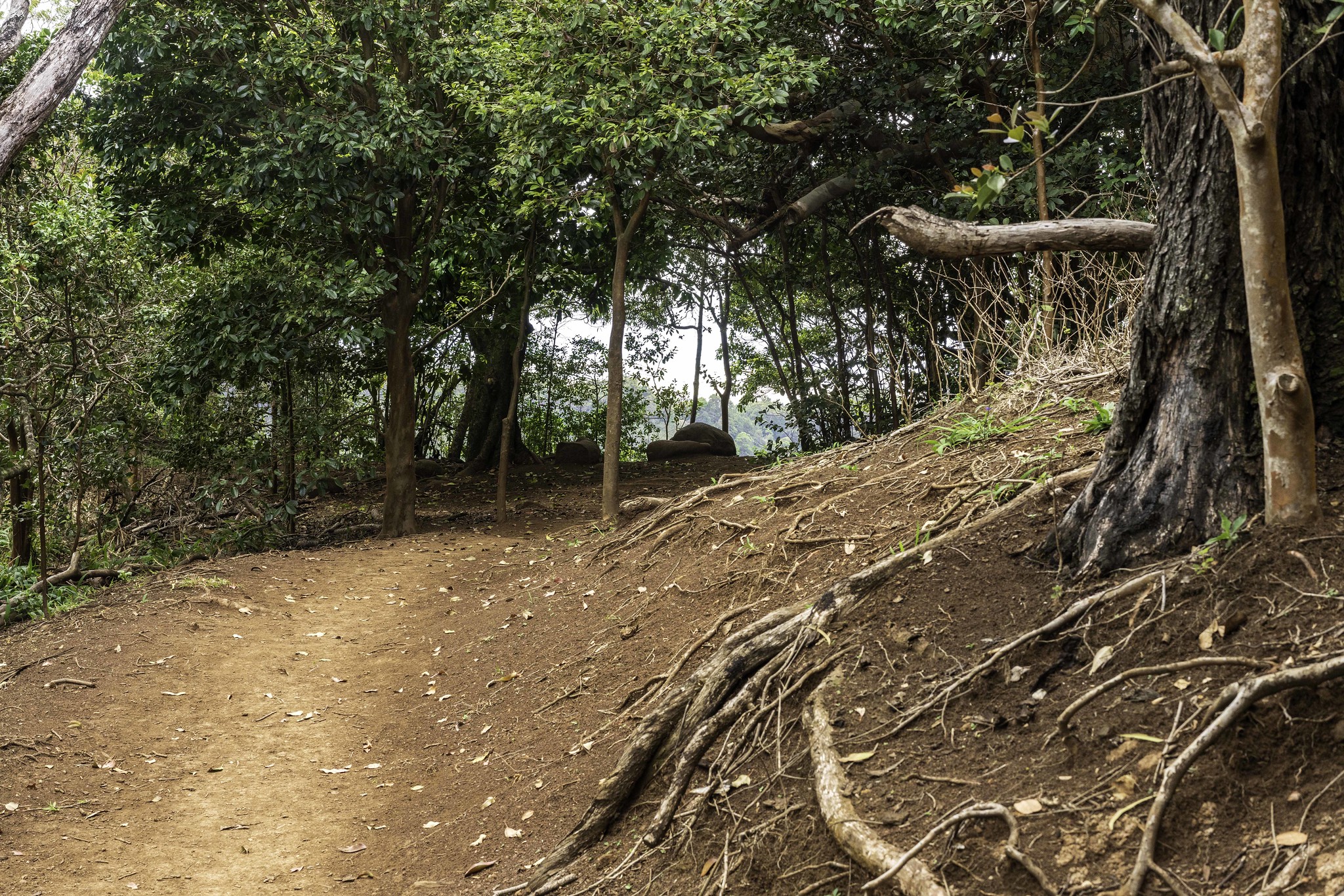 Hiking Oahu's Aiea Loop Trail - Parks & Trips